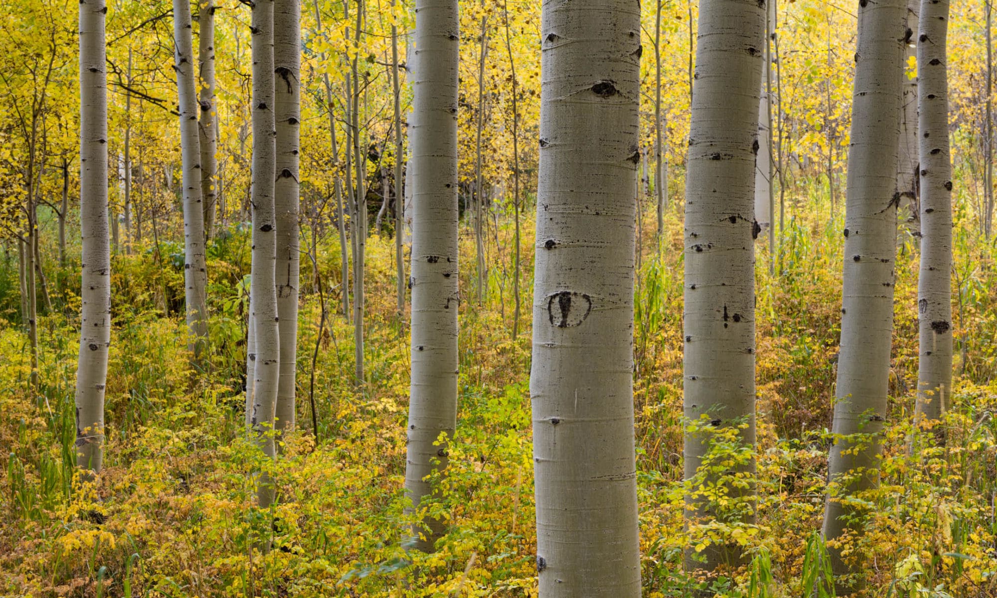 Landscape-Maroon-Bells-Colorado-trees-John-Greengo