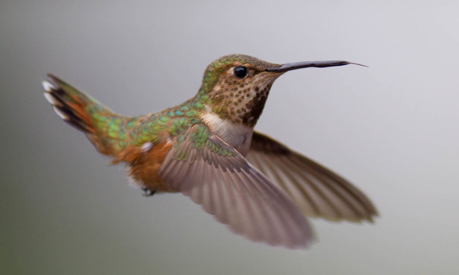 Wildlife-hummingbird-stopped-in-motion-fast-shutter-speed-john-greengo
