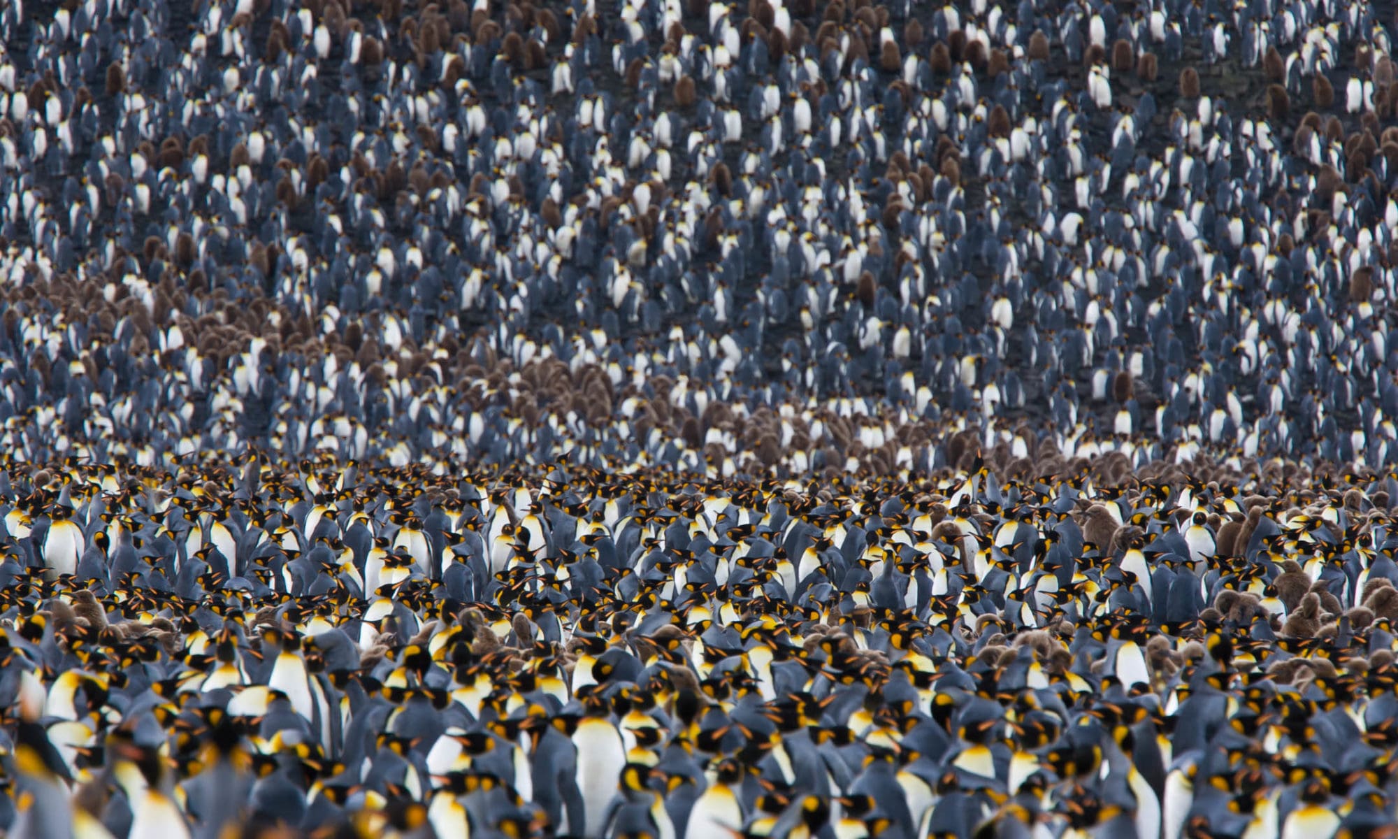 Wildlife-massive-waddle-penguin-south-georgia-island-john-greengo