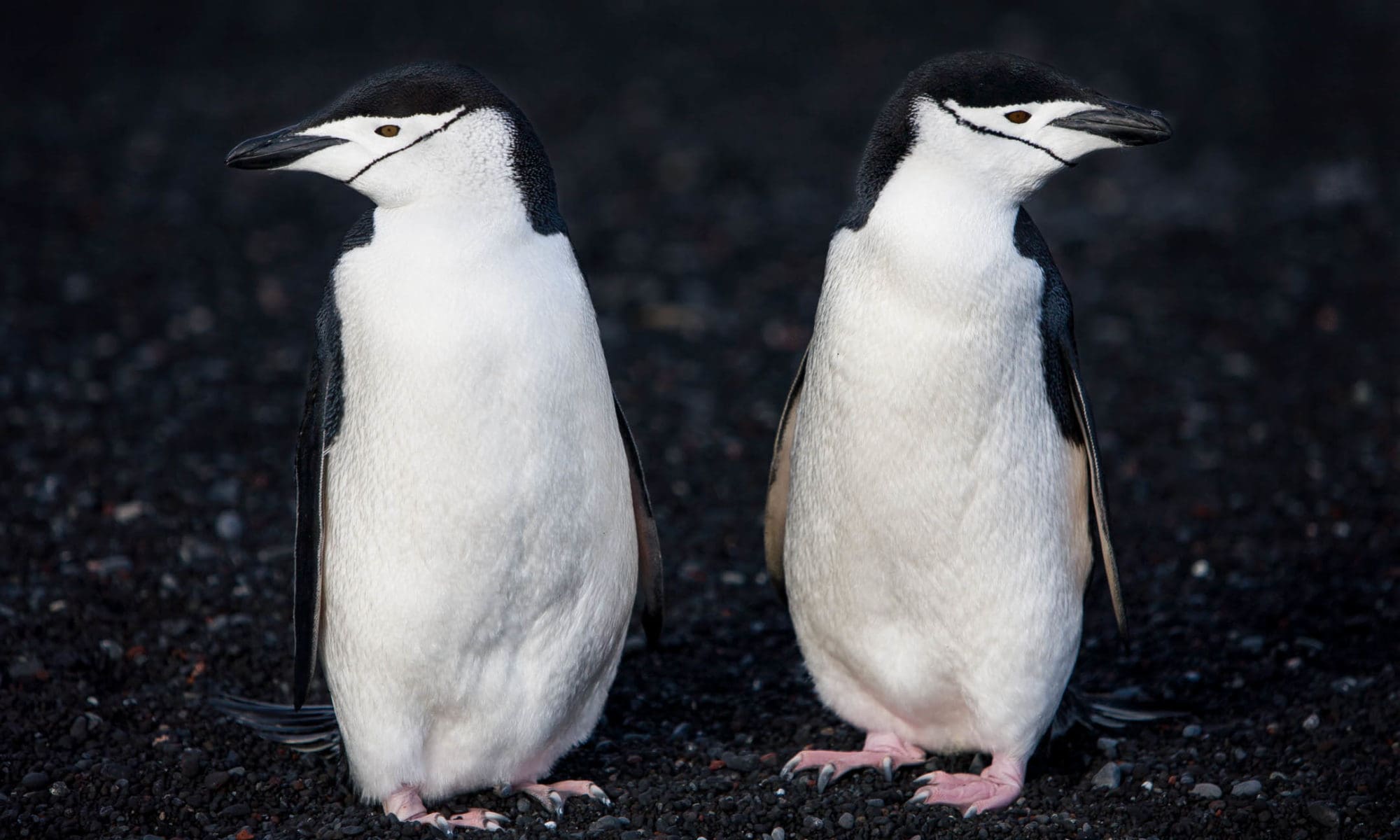 Chinstrap Penguin (Pygoscelis antarcticus)