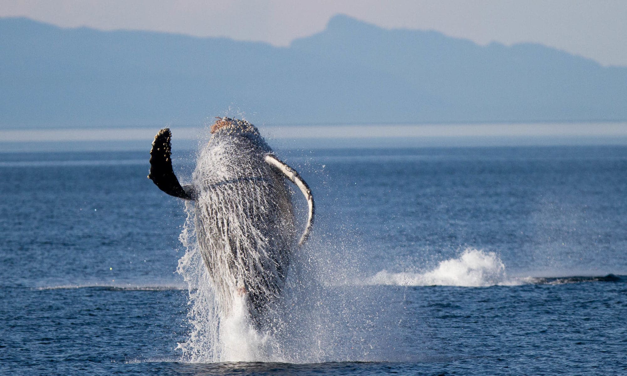 Wildlife-whale-breaching-alaska-john-greengo